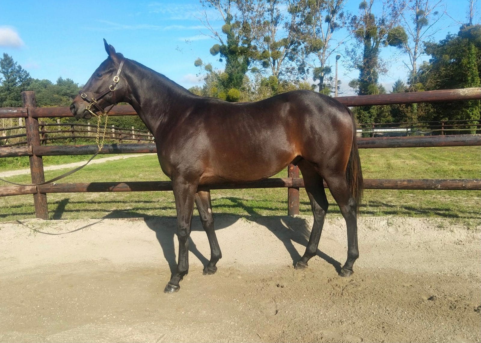 La Motteraye - Elevage & consignment