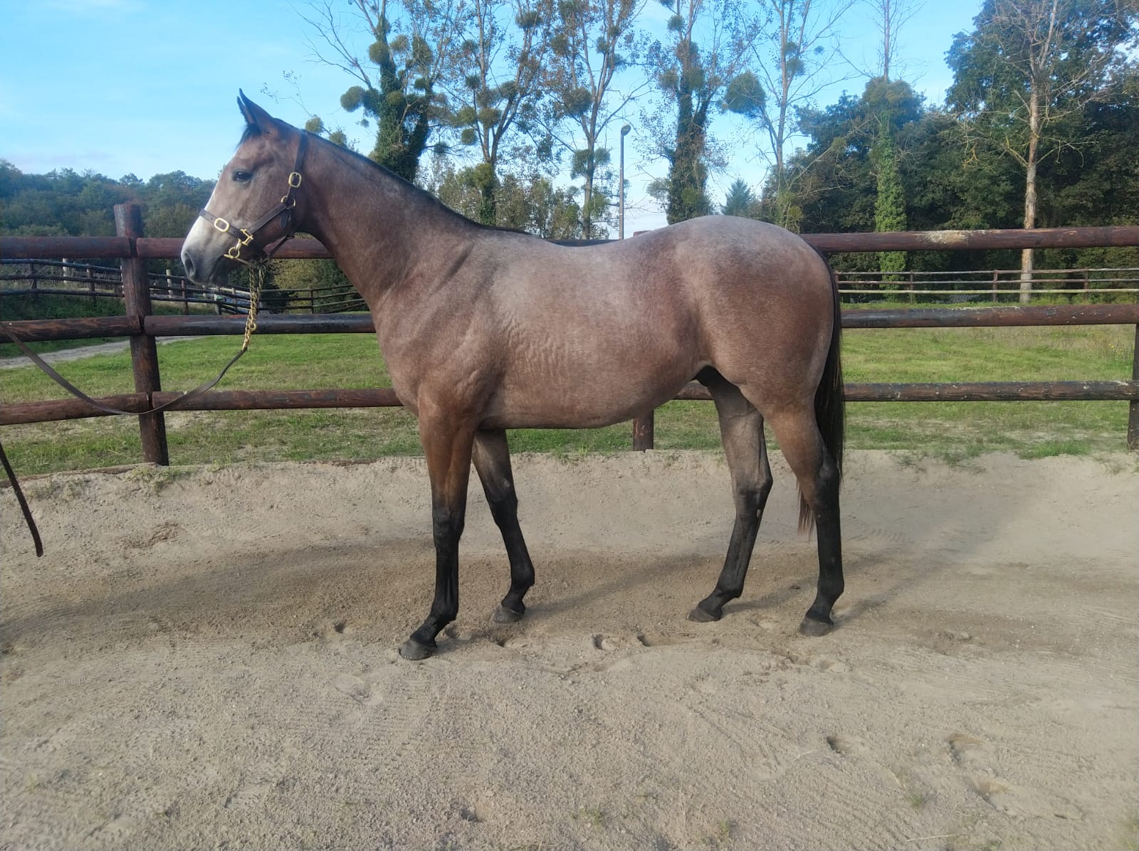 La Motteraye - Elevage & consignment